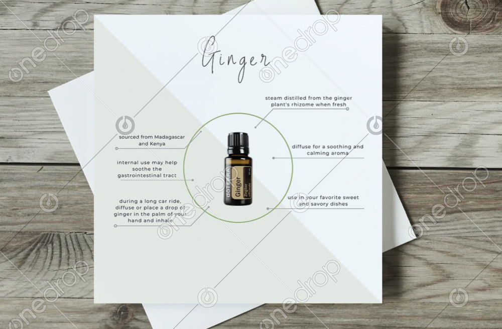 Ginger - Information + Uses by Pixel Perfect