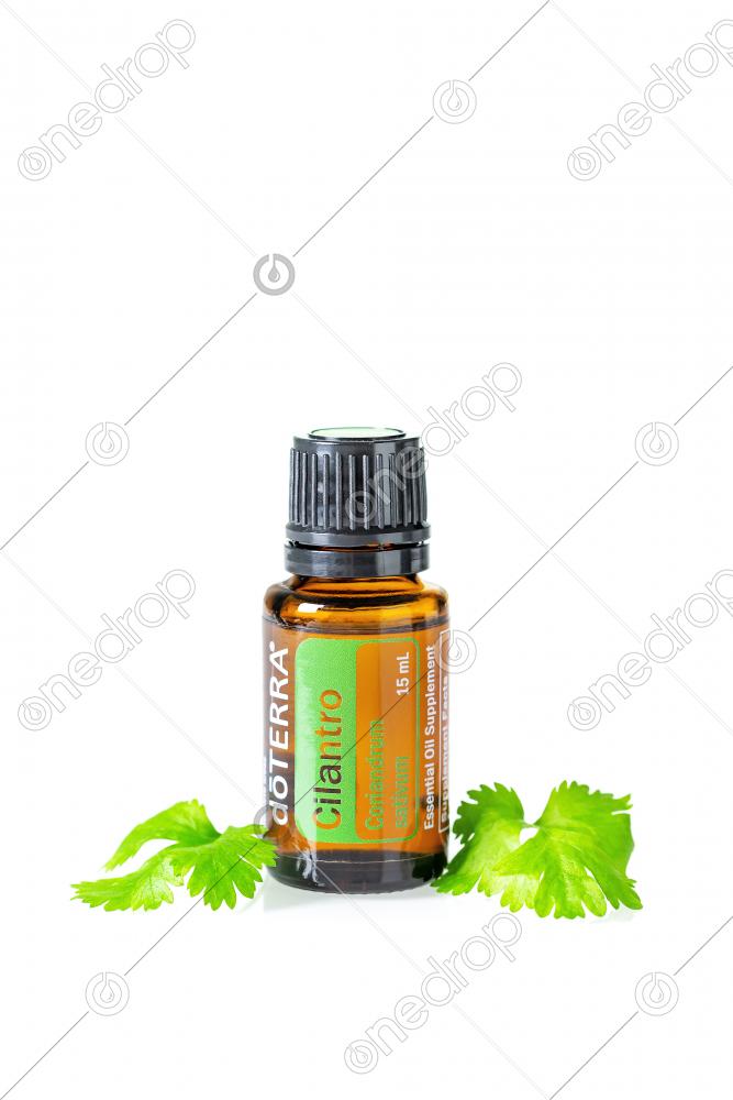 Bottle with essential oil Cilantro decorated fresh cilantro by Kseniia Che