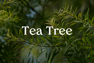 dōTERRA Tea Tree Instagram Carousel Graphics Bundle by Meredith Ewenson