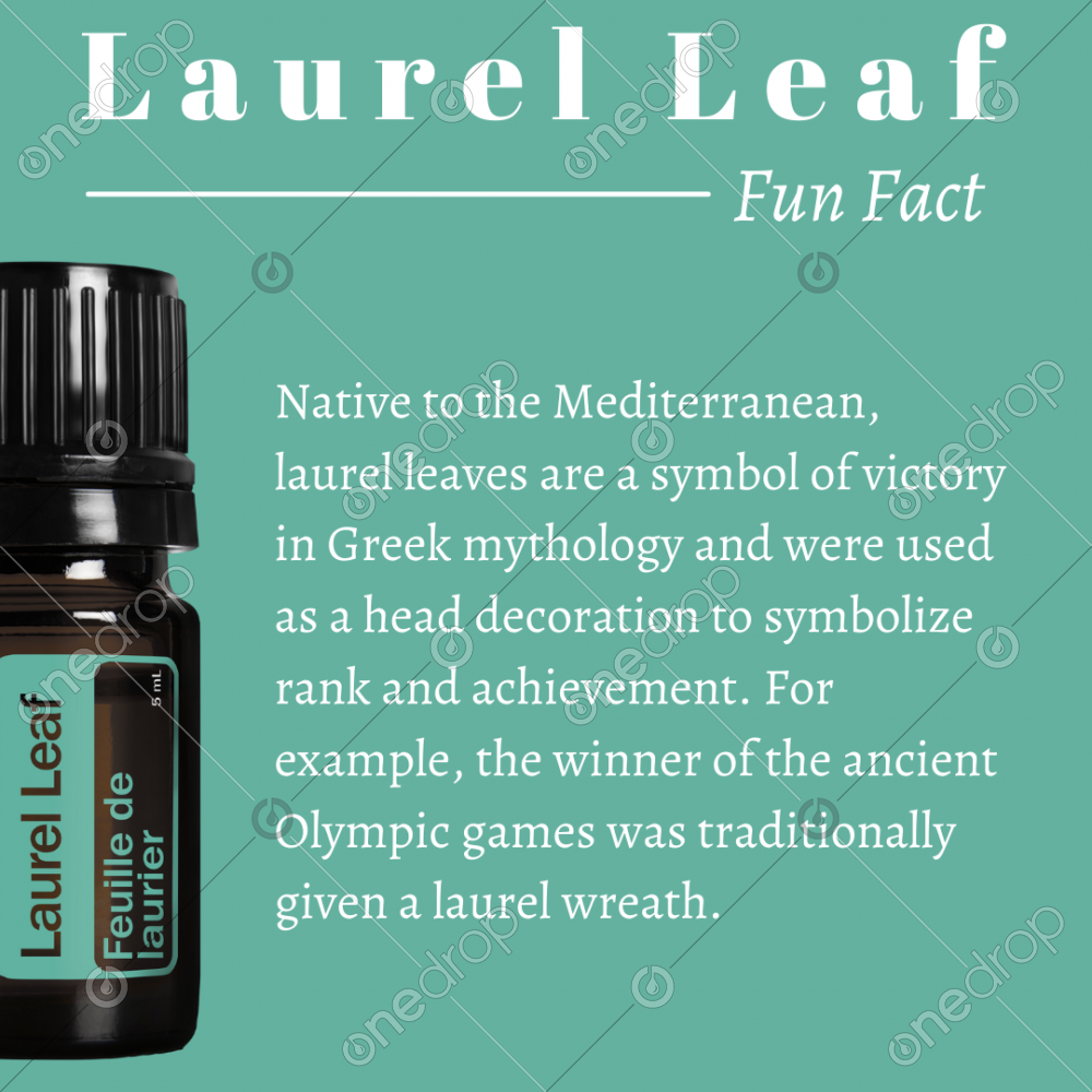 Laurel Leaf Fun Fact by Kellie Timmins