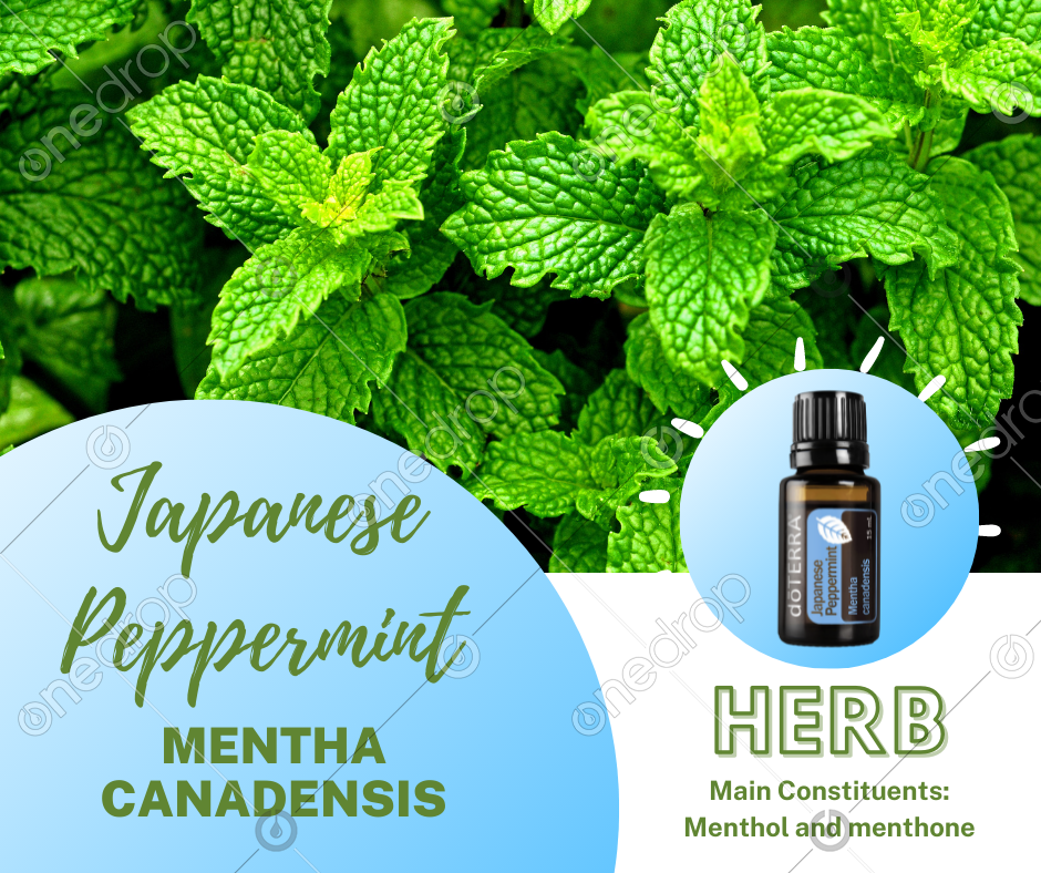 HERB – Japanese Peppermint Plant Name & Main Constituents by Christy St ...