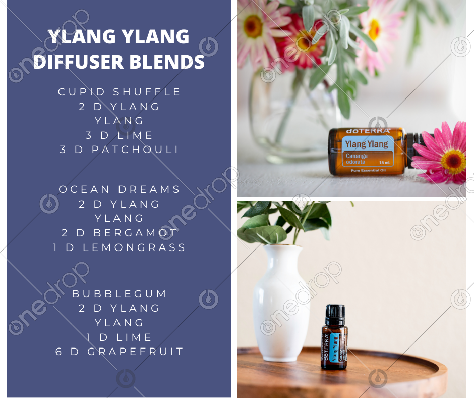Ylang Ylang Diffuser Blends Trio by Jennifer Morales